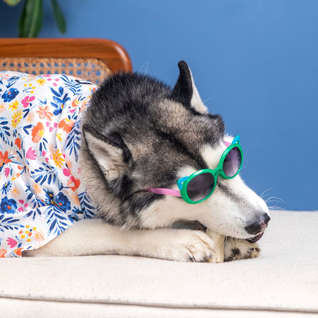 Sunshine Dog Shirt - Durable, Play-Friendly, Adorable